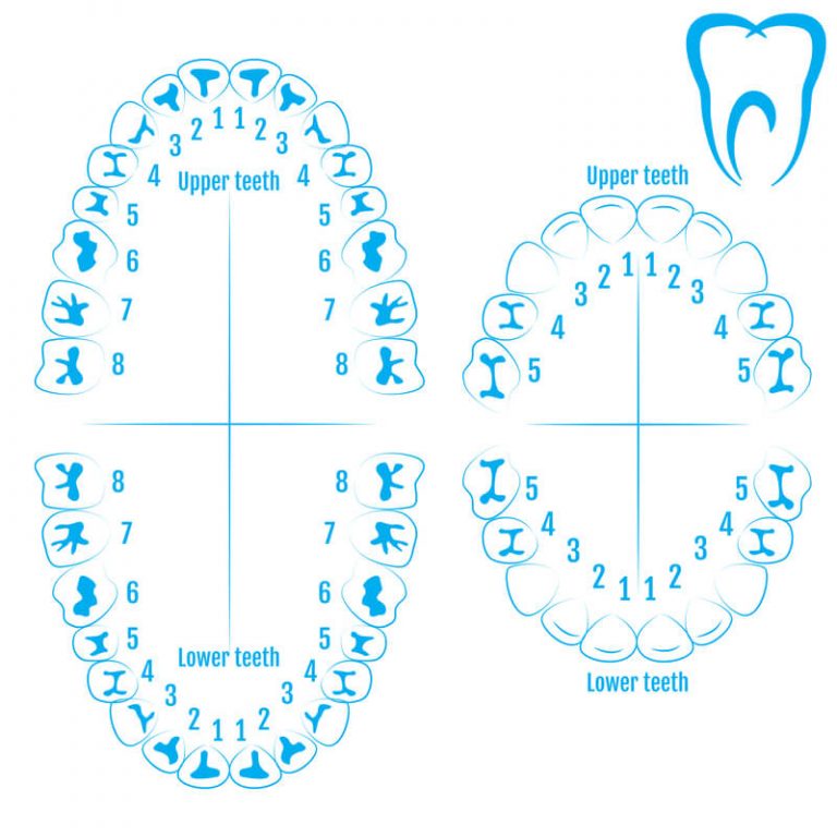 Nome e numeração dos dentes: Saiba suas funções e curiosidades